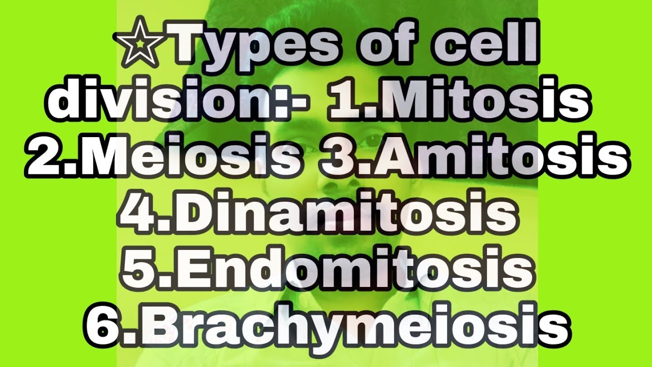 Cell Division :: | Amitosis | Mitosis | Miosis | Brachymeiosis ...