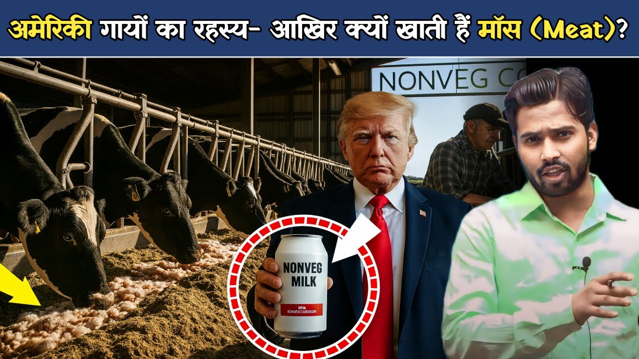 अमेरिकी गायों का रहस्य- आखिर क्यों खाती हैं मॉस (Meat)? Carnivorous ...
