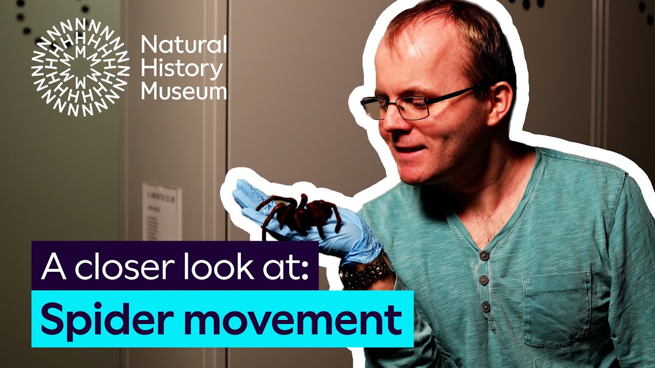 What makes a spider so scary when it runs along the floor? | A closer ...