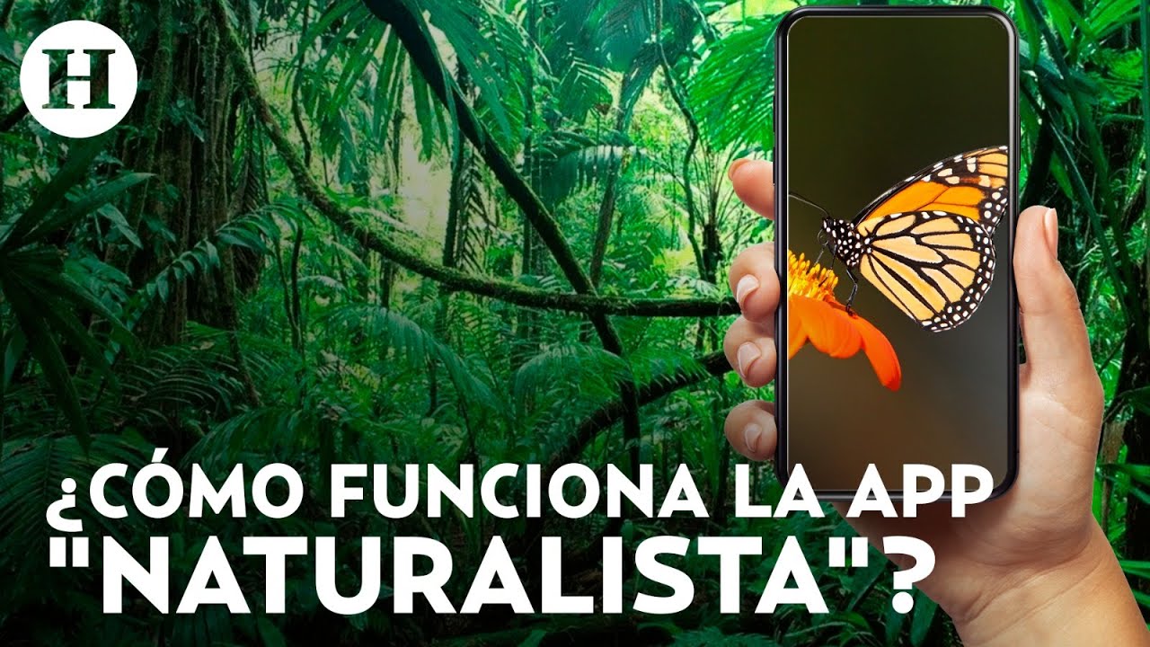 Naturalista: Conoce la app que identifica flora y fauna a través de ...