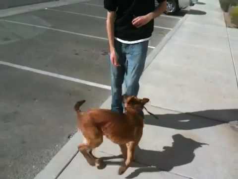 Puppy Training Heel- teach your puppy to heel - YouTube