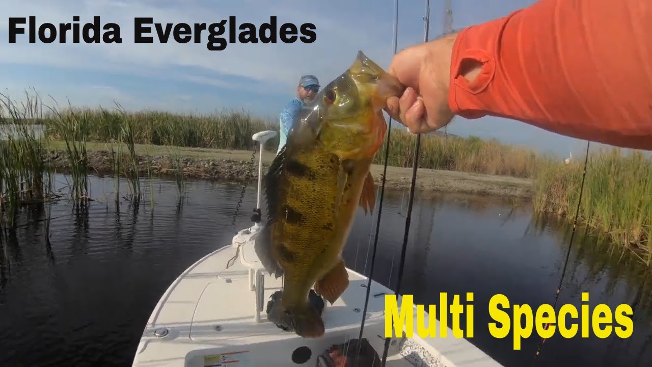 Florida Everglades Fishing | Multi Species Caught | - YouTube
