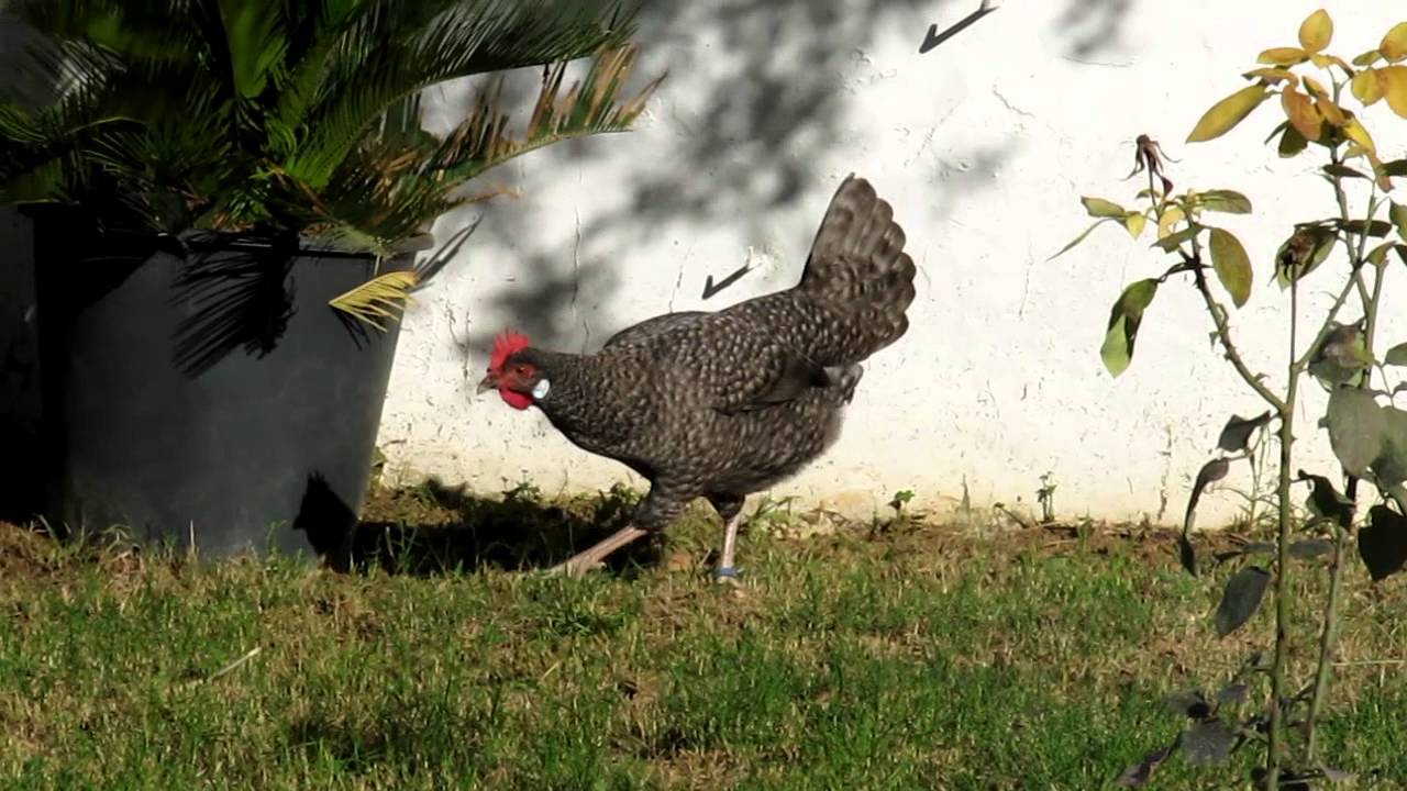 gallina utrerana franciscana (pollita de 6 meses) - YouTube