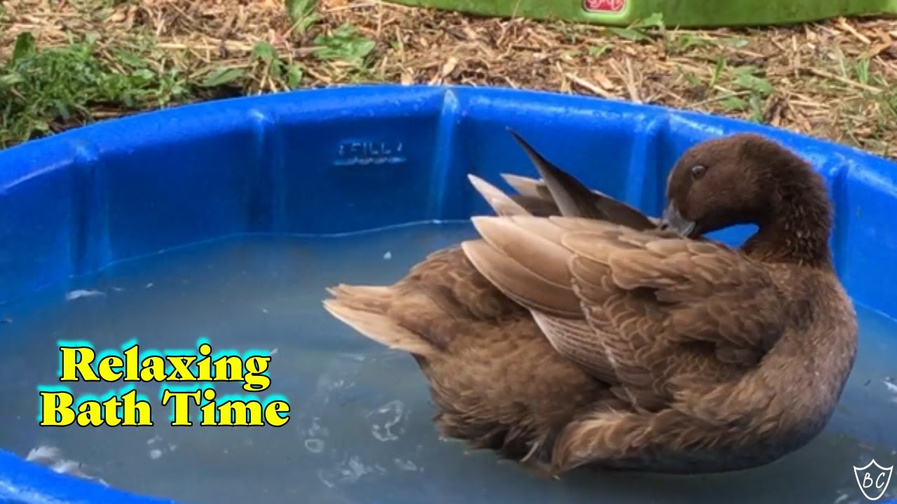 Cute Duck Takes Relaxing Bath (Ducks Grooming) - YouTube