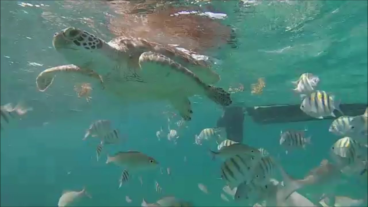 Mexico Rocks Ambergris Caye Belize. Snorkeling EEL Rays and Green Sea ...