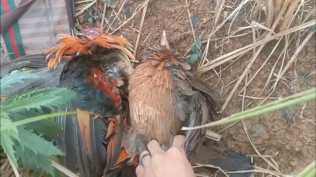 yos hav zoov dib qaib qusเข้าป่าต่วไก่ป่าได้4ตัว18/2/2023 - YouTube