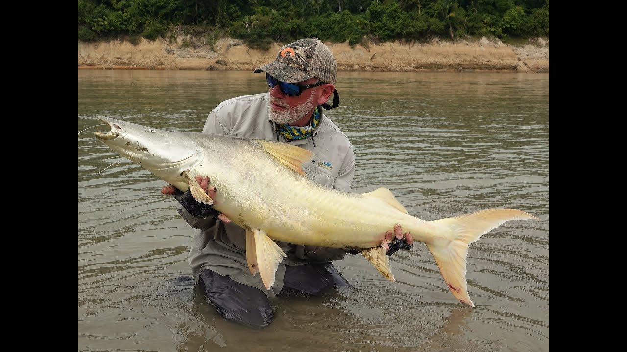 Colombia Fishing - Dorado Catfish - YouTube