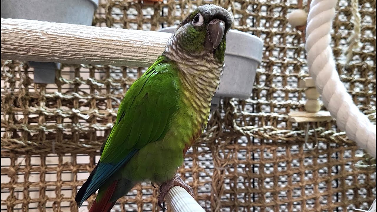 conure parakeet sounds for 7 hours - YouTube