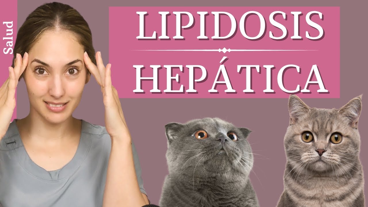 Lipidosis hepática felina🙀 | ¿Tu gato no come y está amarillo?🟡 - YouTube