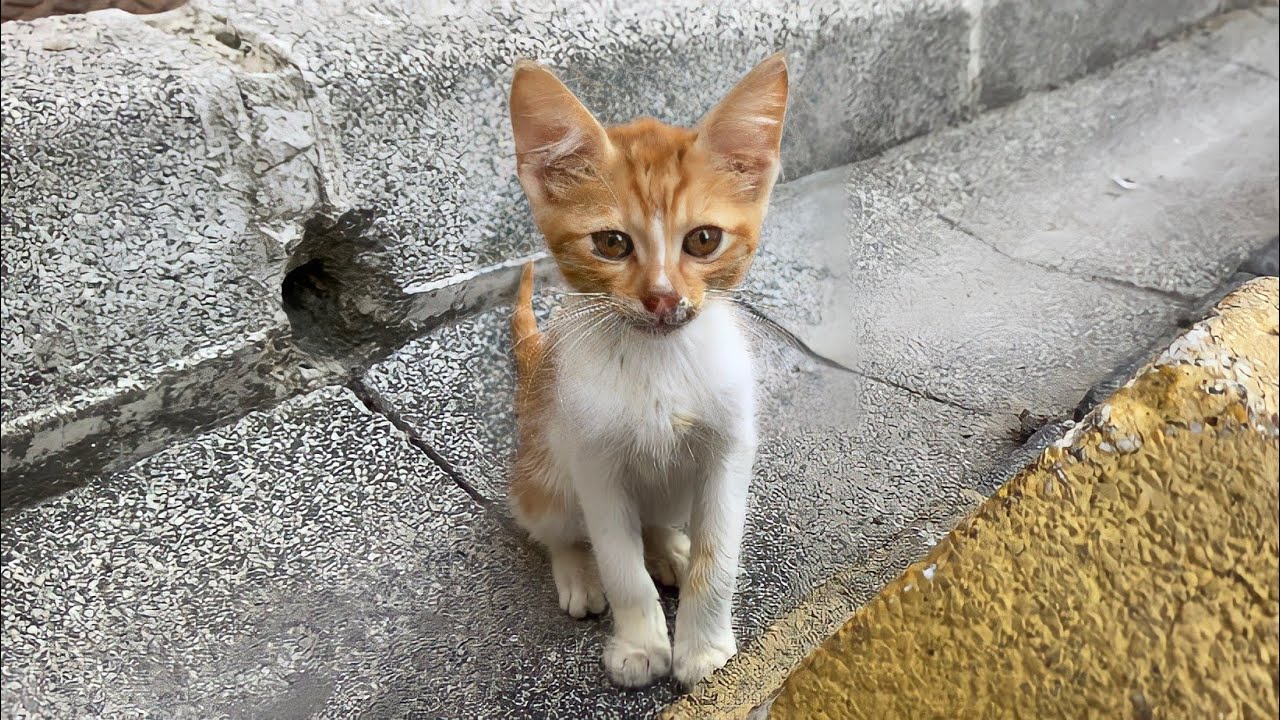 Very cute kitten living on the street. Sweet Kitten.😍🐈 - YouTube