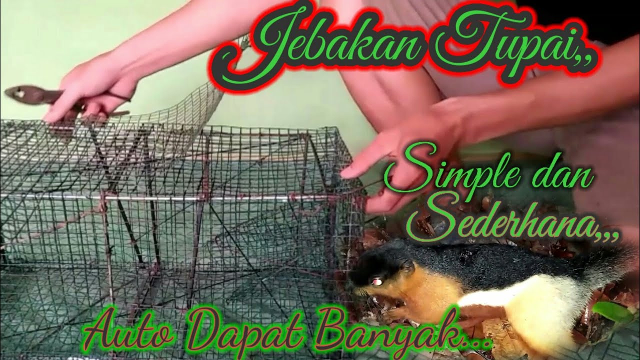 Cara Membuat Perangkap Tupai Masal Yang Ampuh Dari Bahan Besi Payung ...