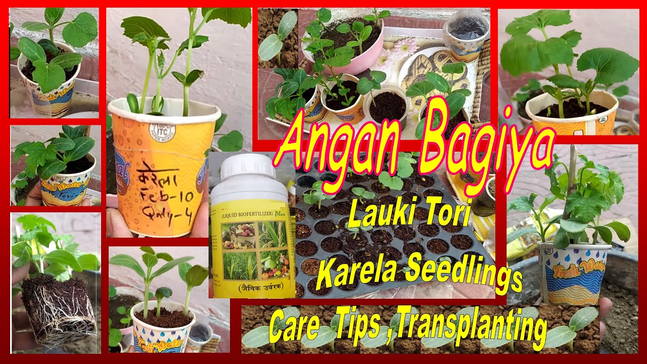 Lauki plant growing | bottle gourd | Lauki plant care Tips - YouTube