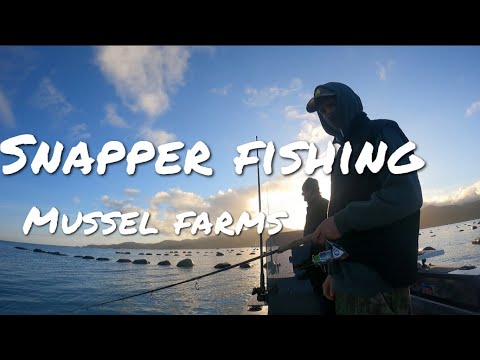 Snapper Fishing Mussel farms Firth Of Thames (Coromandel) - YouTube
