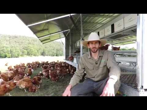 Chicken Caravan 450 - YouTube