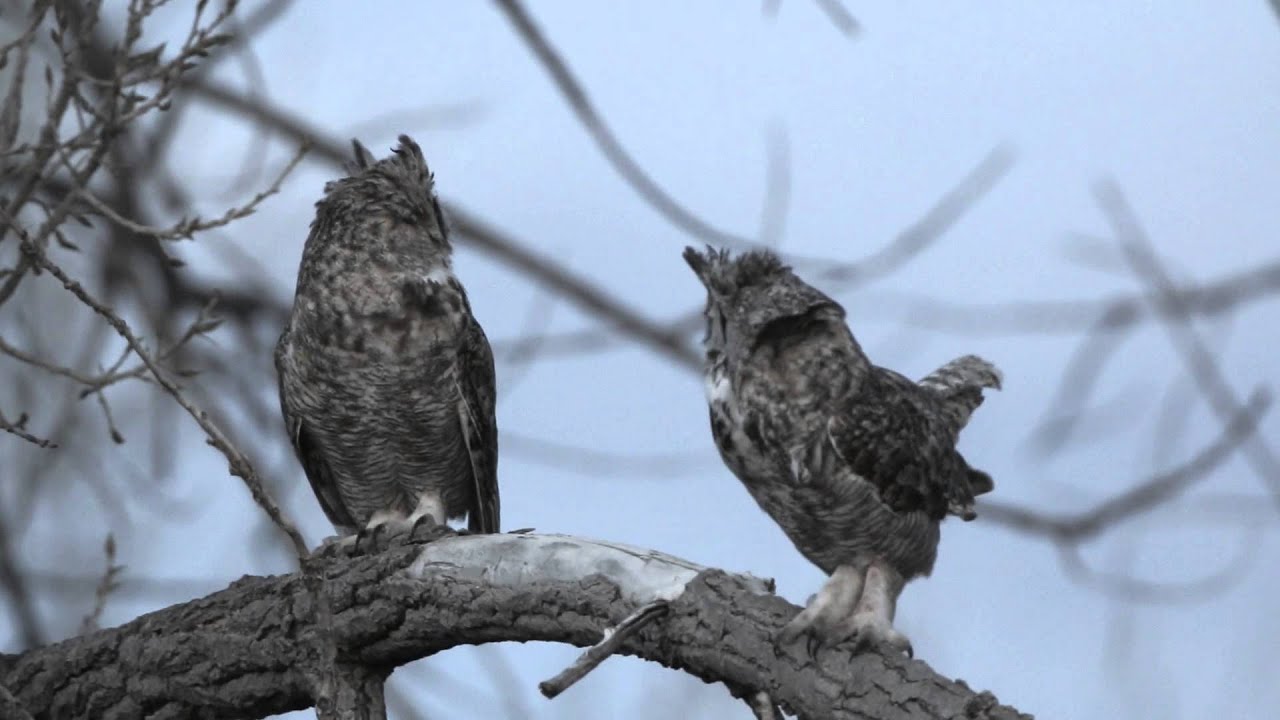 Hooting Great Horned Owls after dusk - YouTube