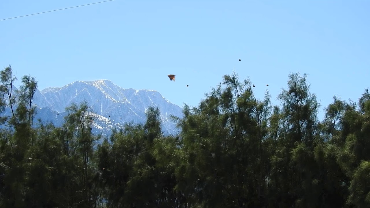 Painted Lady Butterfly Migration 12 March 2019 - YouTube