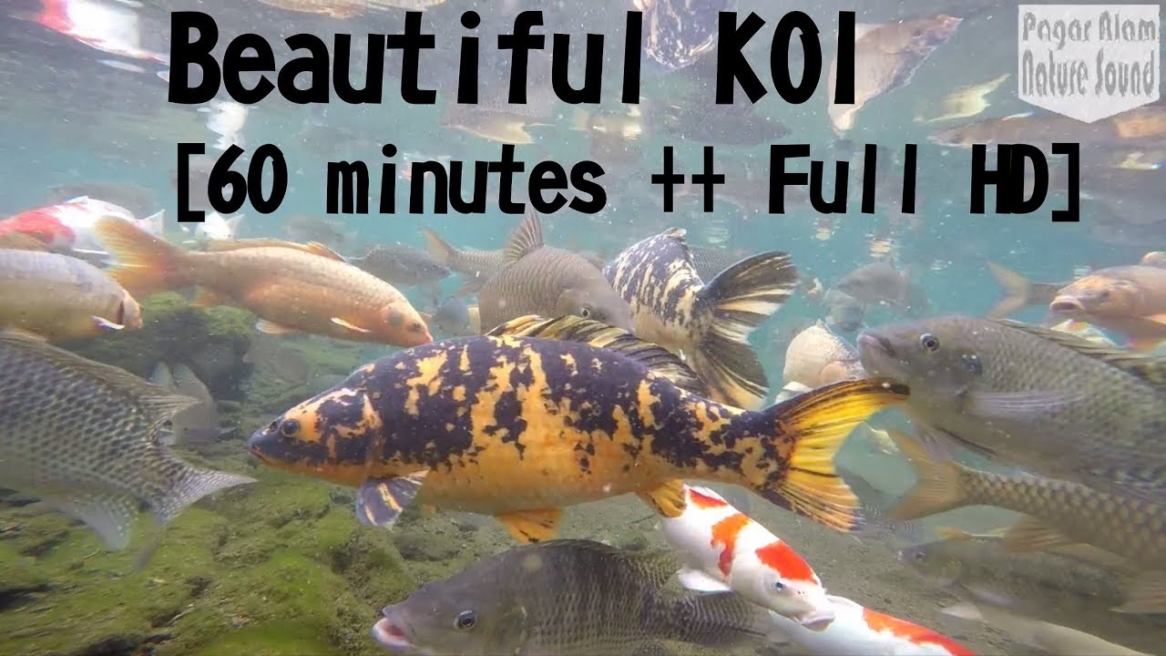 Ikan Mas Koi Kamera Bawah Air [60 minutes Full HD] - YouTube