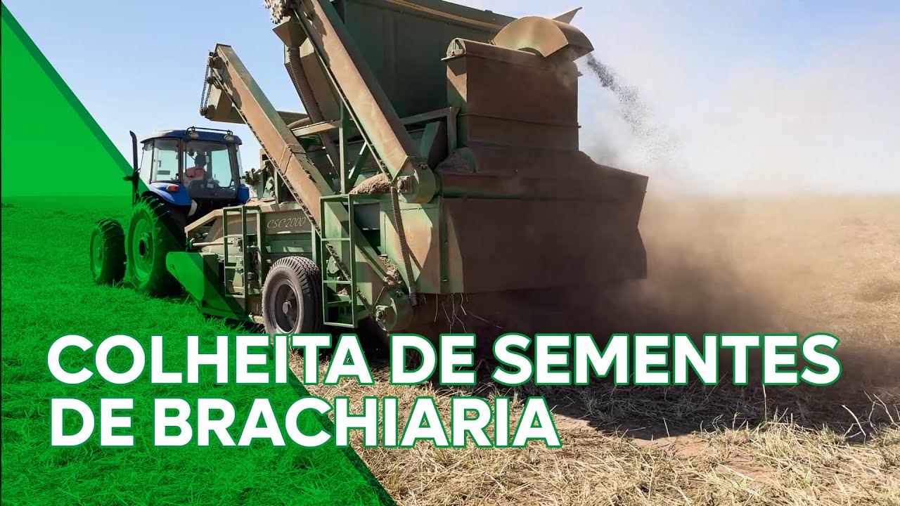 Conheça o Processo de Colheita de sementes de Brachiaria - YouTube