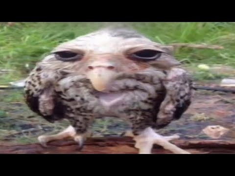 Asal Usul Burung Hantu Basah...