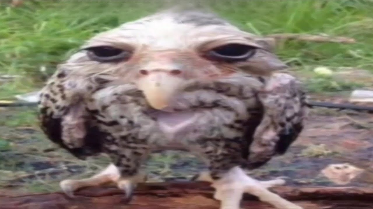 Asal Usul Burung Hantu Basah... - YouTube