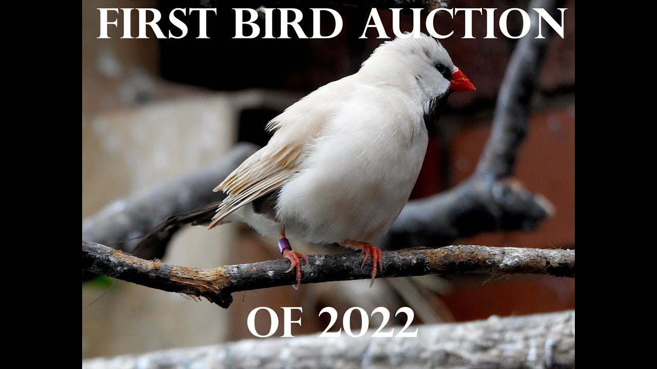 Our first bird auction of 2022! - YouTube