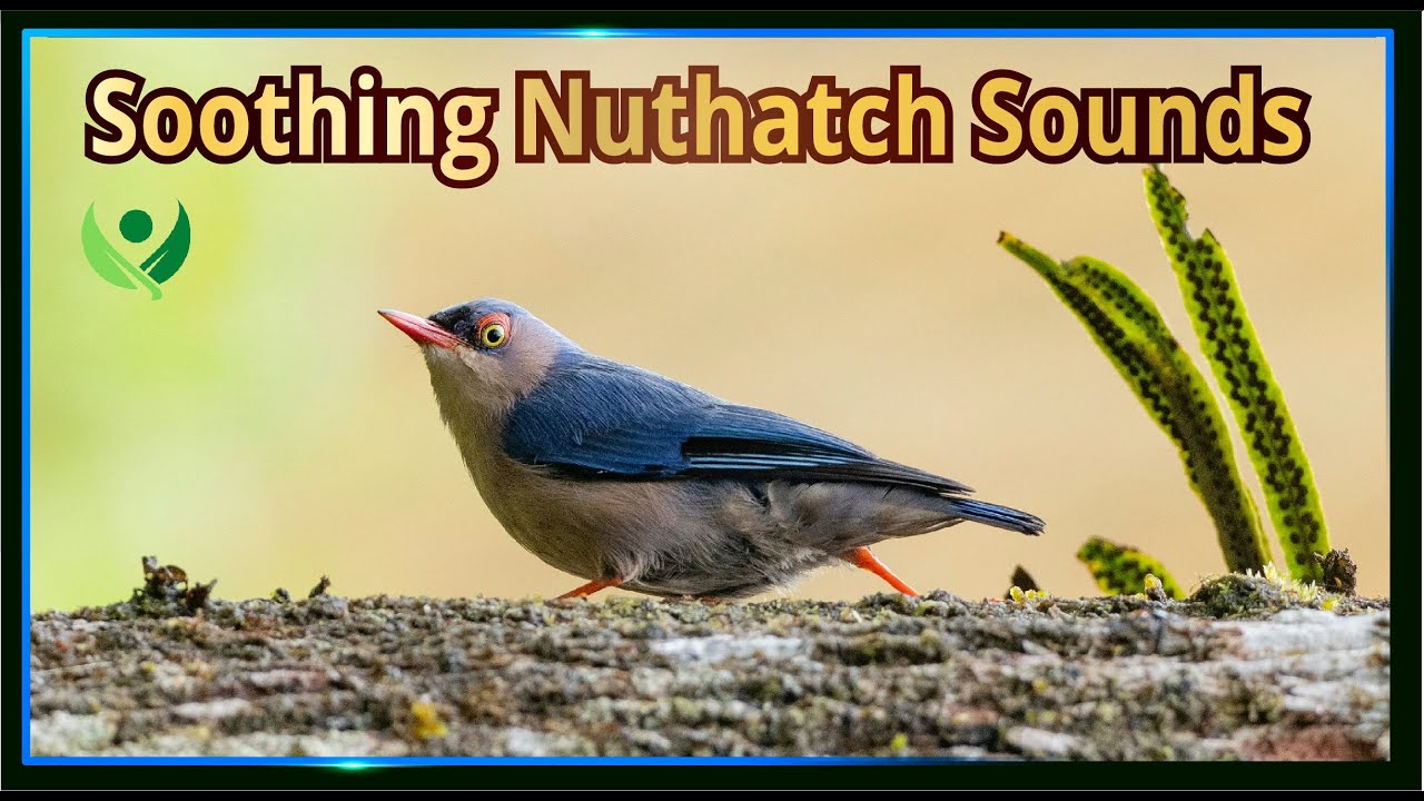 Nuthatch Harmony Woodland Serenity in Song - YouTube