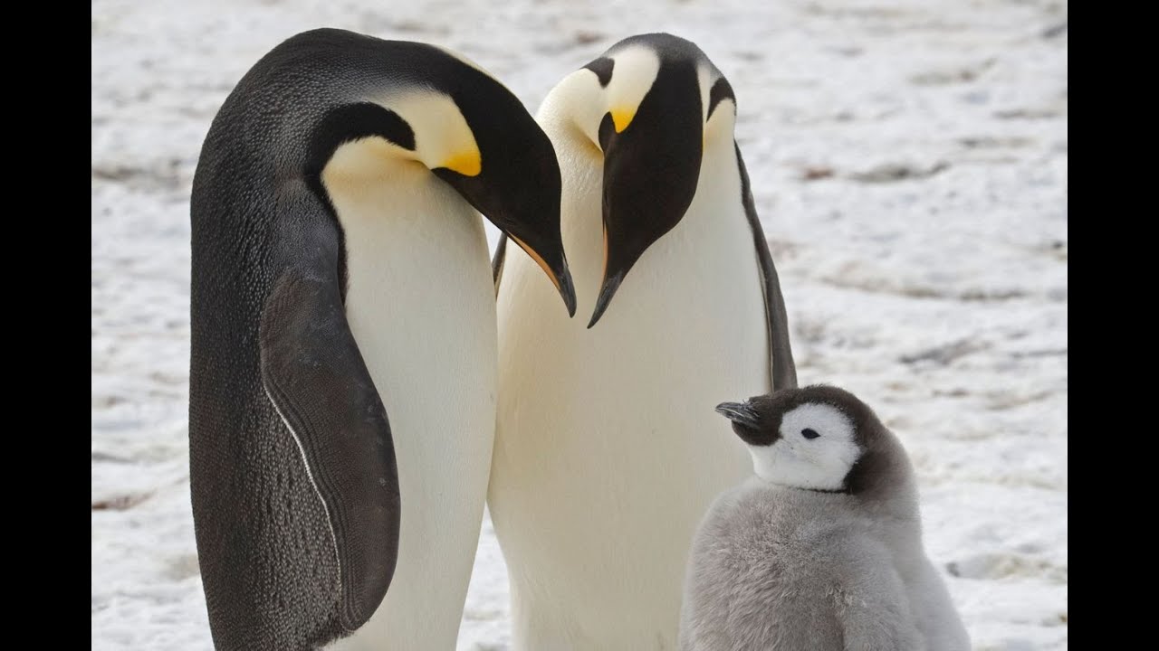 Amazing Way A Penguin Proposes To His Mate & Other Penguin Facts - YouTube