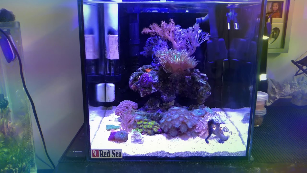 Bonsai reef in full glory - YouTube