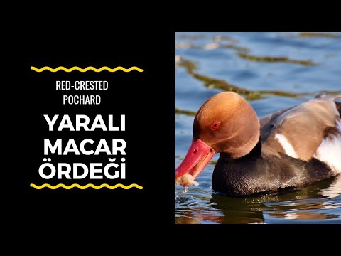 YARALI MACAR ÖRDEĞİ (RED CRESTED POCHARD-NETTA RUFİNA)