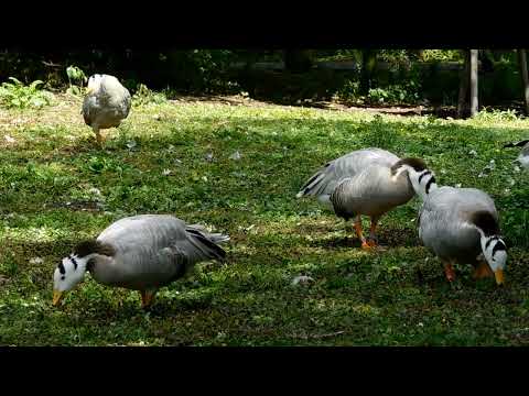 Bar Headed Geese
