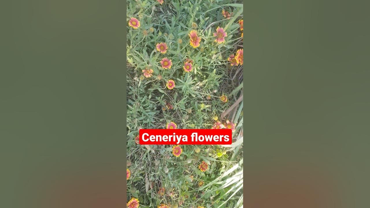 Mere Pyare bhaiyon ismein Aise Phool Aate Hain yah cineria plant hai ... Mere Pyare bhaiyon ismein Aise Phool Aate Hain yah cineria plant hai ...