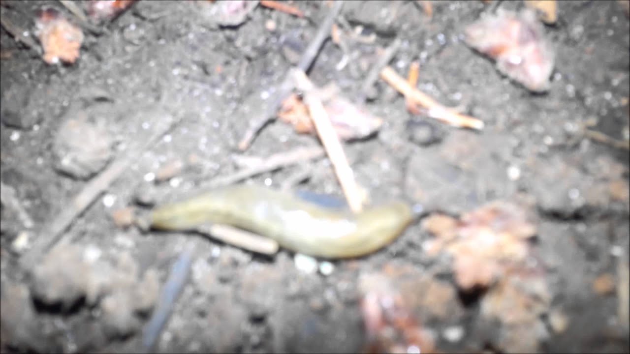 Slugs & Snails - Golf Course Design with Yancy - YouTube