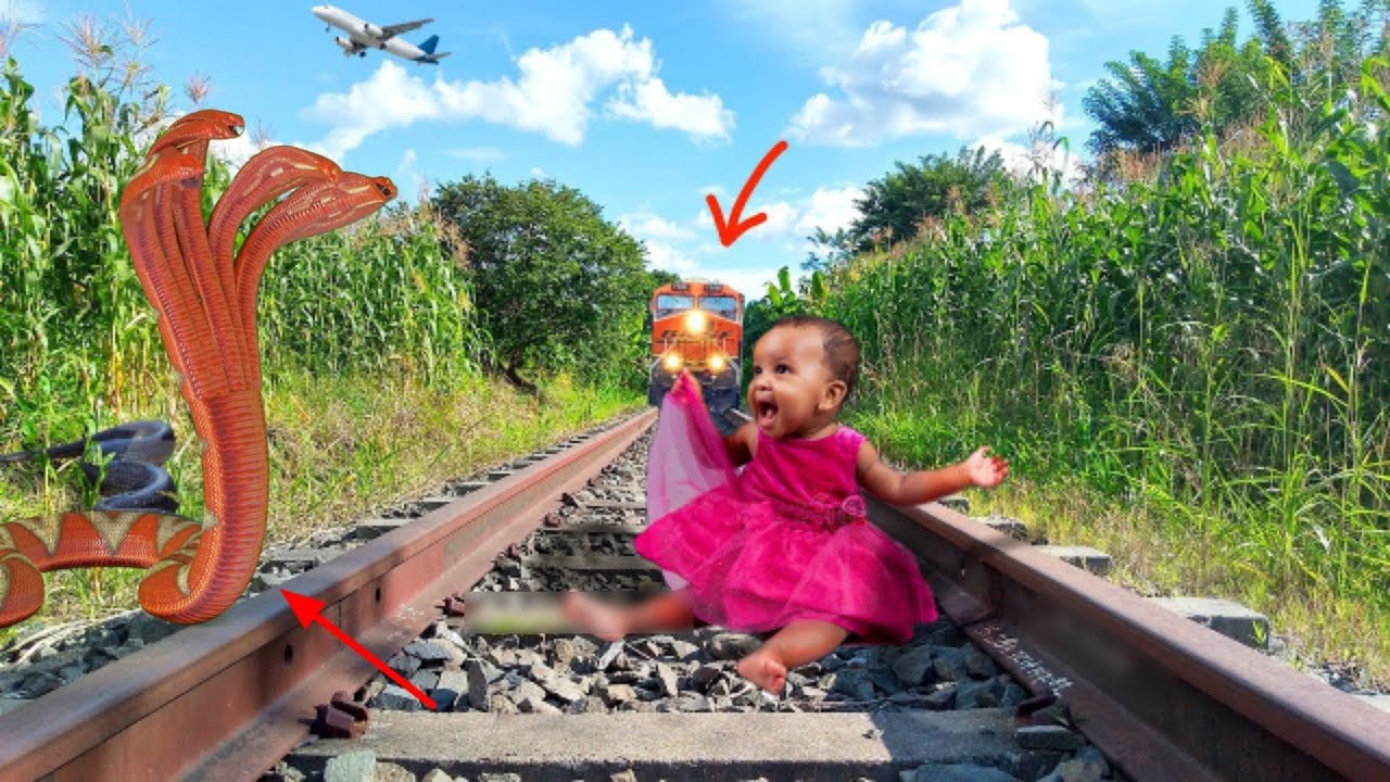 Venomous snake on train track try not attack and try stop train then ...