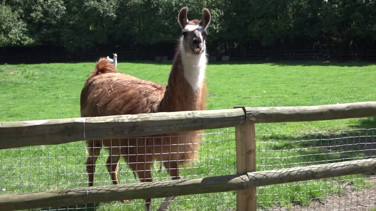 Mudchute Park & Farm 2014 - YouTube