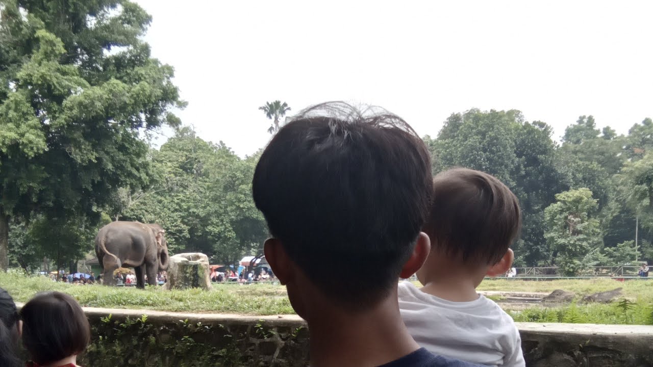 BERMAIN KE KEBUN BINATANG RAGUNAN, SUARA MONYET, SEKUMPULAN MONYET ...