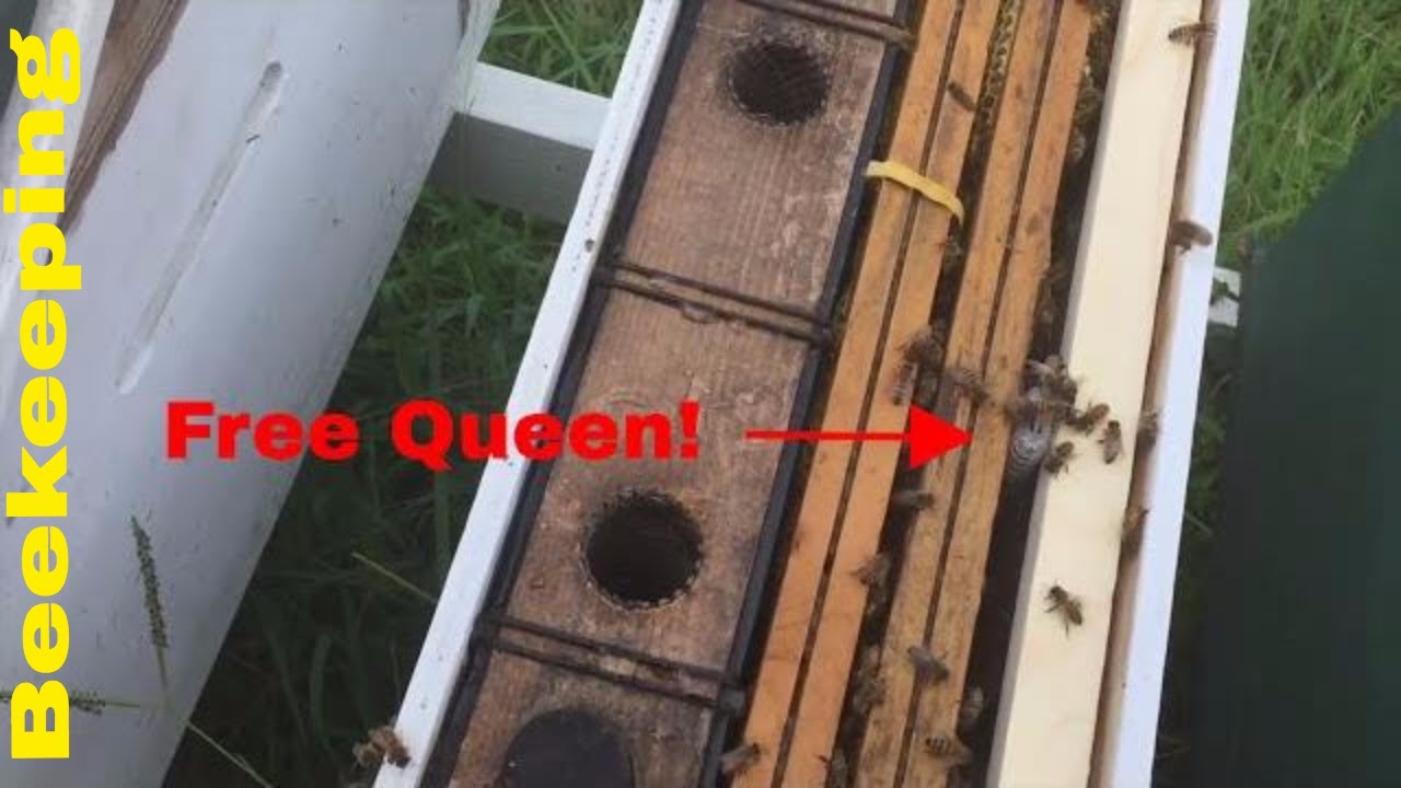 Late Summer Bee Hive Splits with Free Queen Bees - YouTube