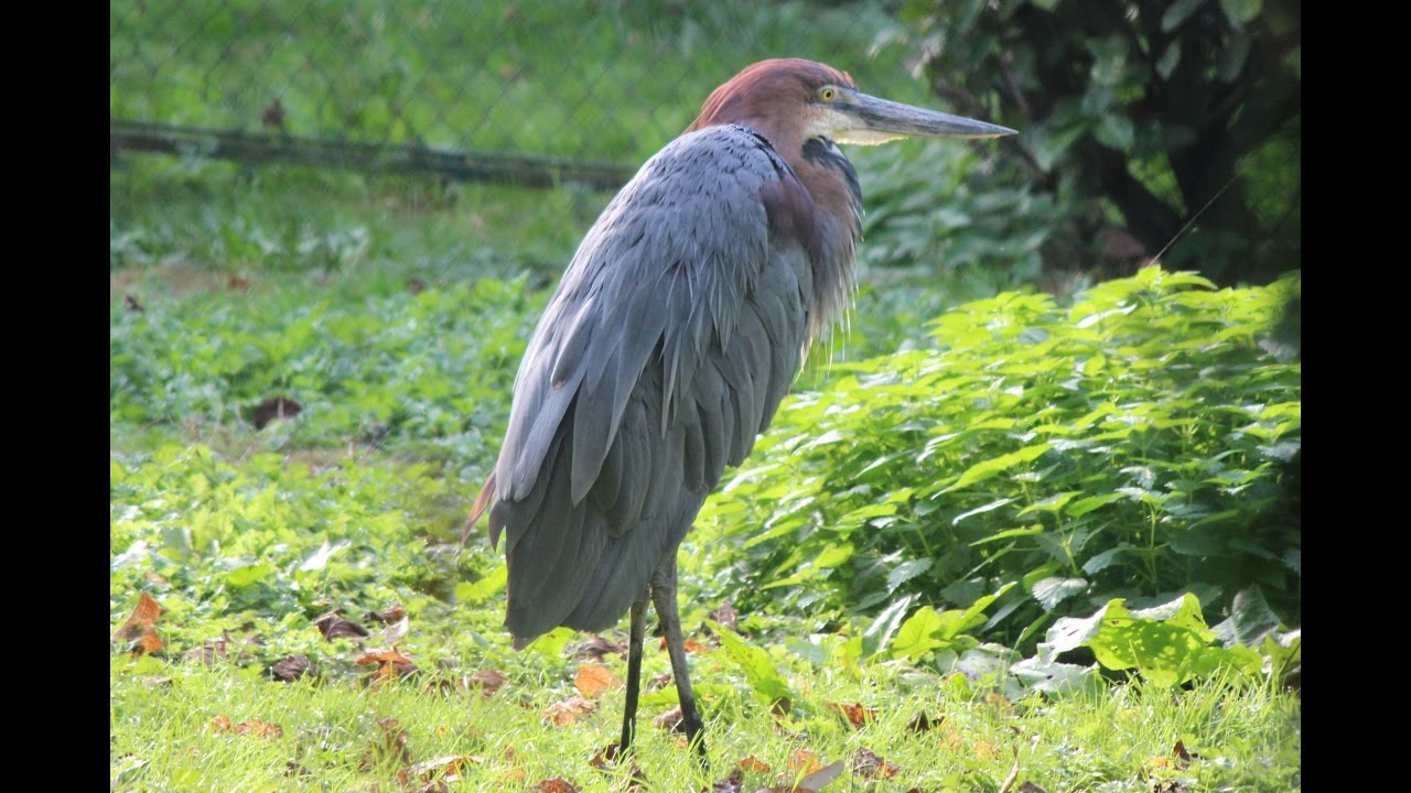 Goliath reiger / Goliath heron : Olmense Zoo - YouTube