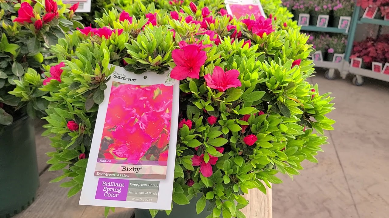 Azalea 'Bixby' // Superb, HARDY, ️ Compact, Easy to Grow, Evergreen ...