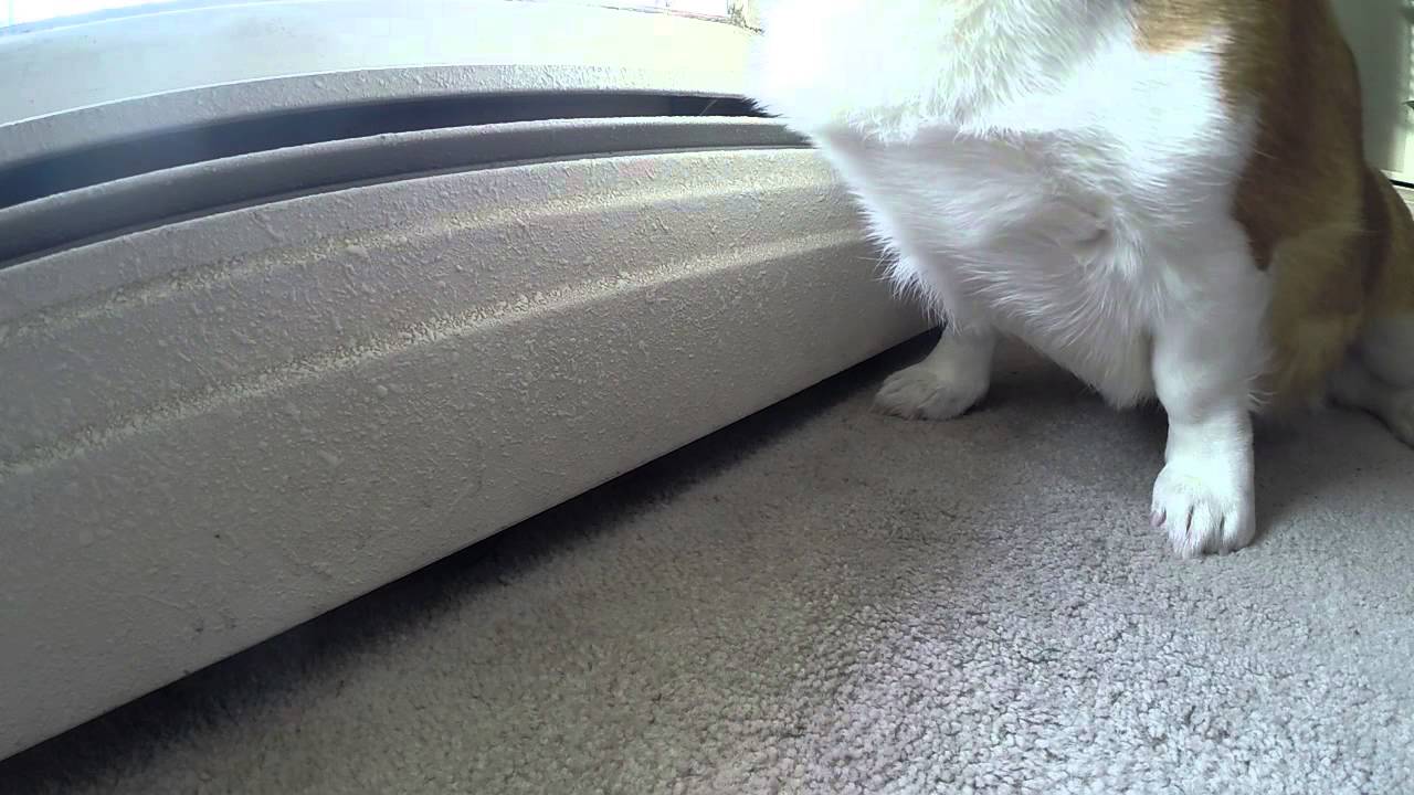 Broadway Corgi loves to be a gangster 8 - YouTube