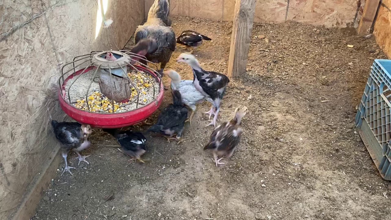 Thai Hen brooding chicks - YouTube