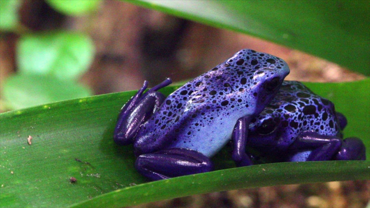 Frogs Croaking Sound [1HOUR] - YouTube