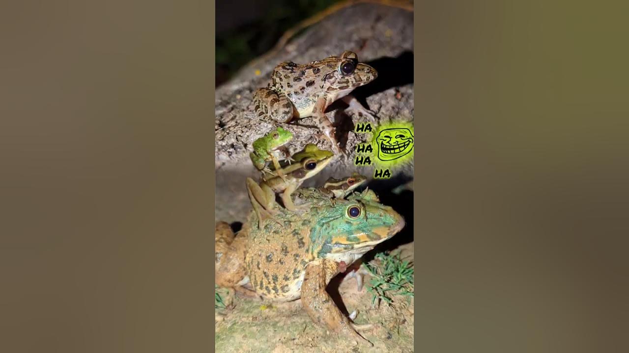 Catch frogs laughter | funny jump frog funny | Boing boing funny frogs video - YouTube