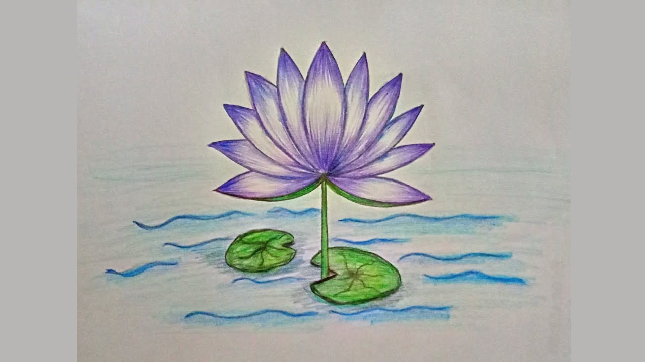 How to draw Waterlily/ Shapla drawing/ Waterlily Drawing (step by step ...