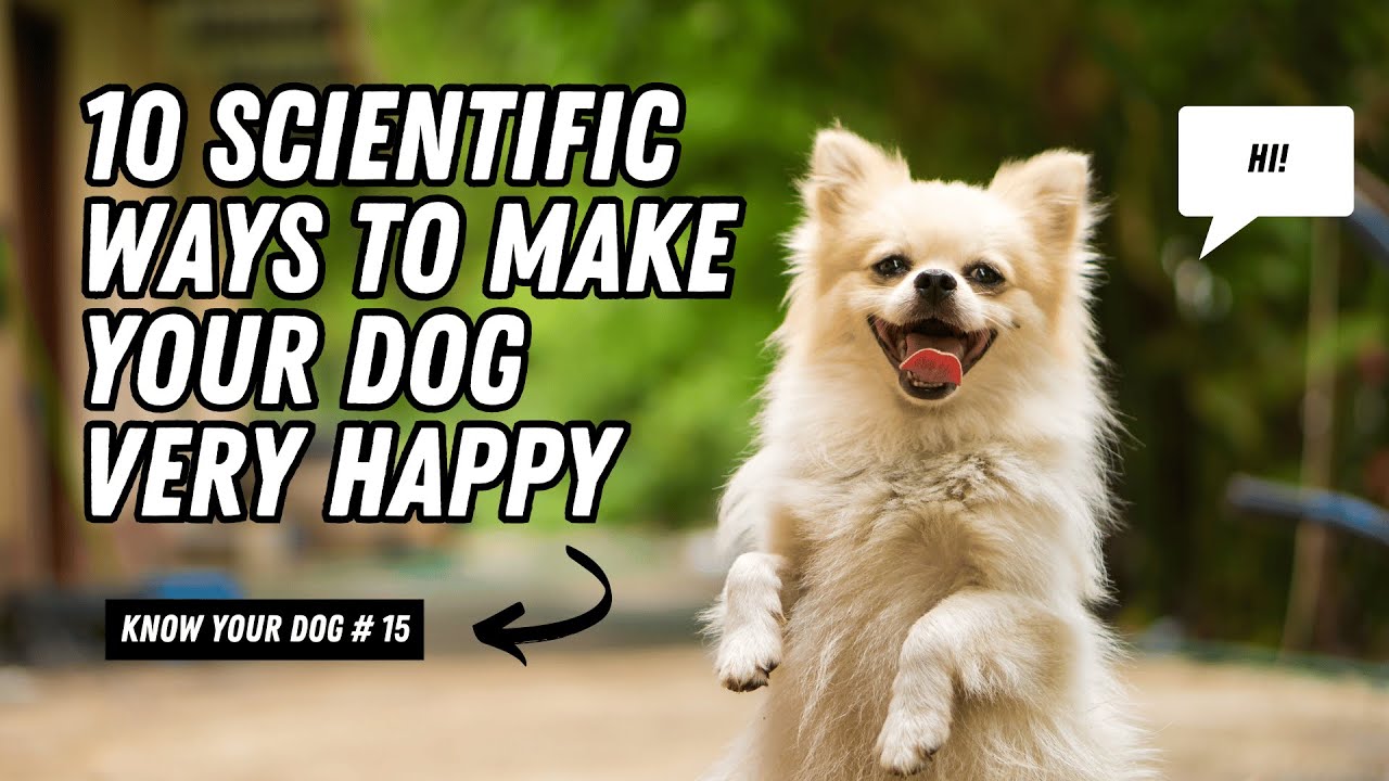 10 Scientific Ways To Make Your Dog SUPER Happy | Proven Tips For a ...