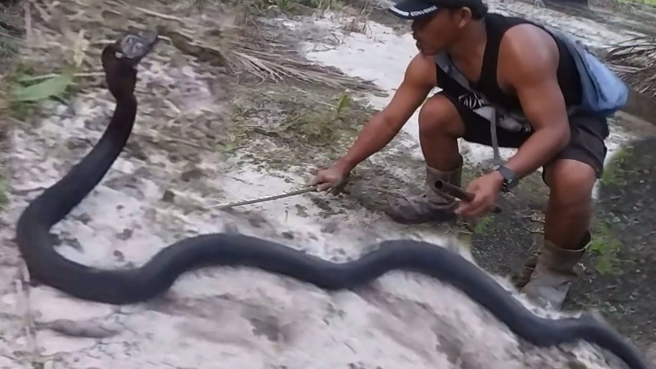 PENEMUAN MONSTER ULAR COBRA BESAR HITAM DI LUBANG MISTERIUS | ULAR ...