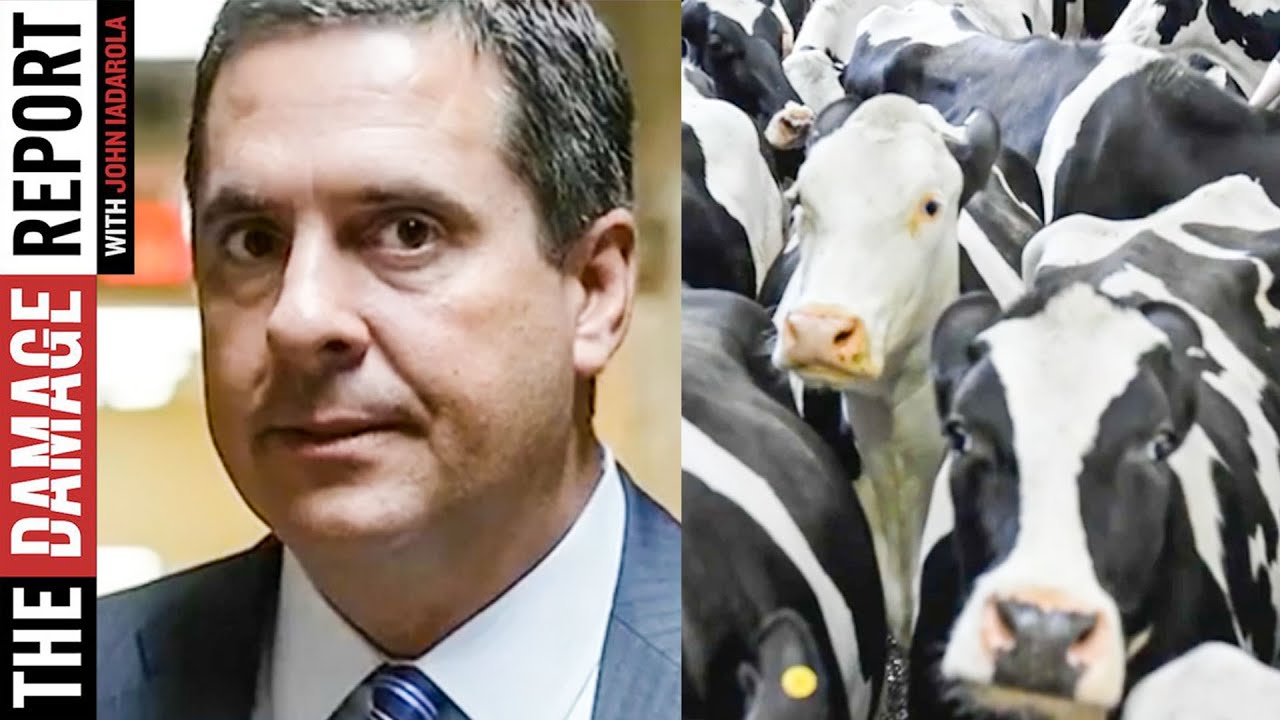 Devin Nunes' Cow Case Just Got SUPER Embarrassing - YouTube