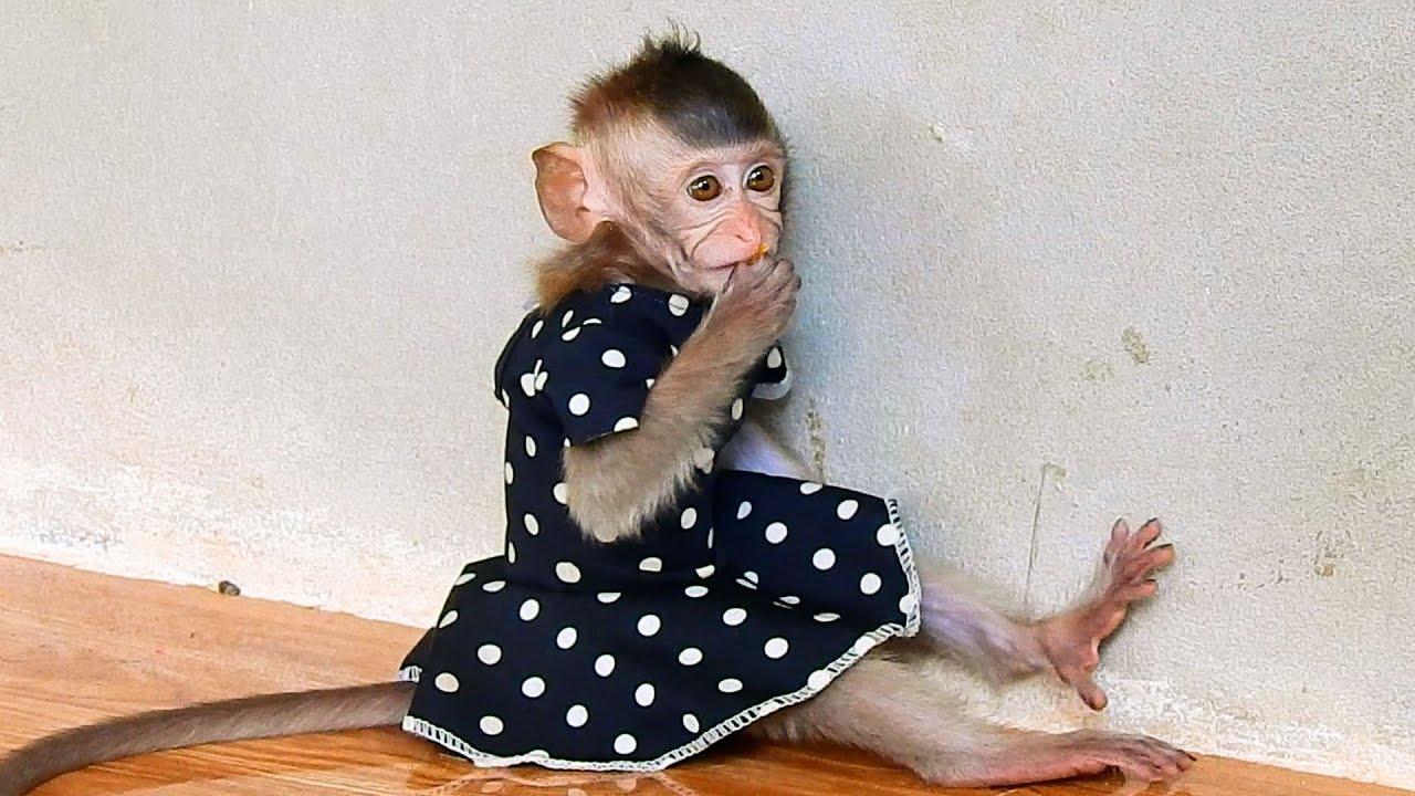 A little monkey LivLiv seems shame with someone - YouTube