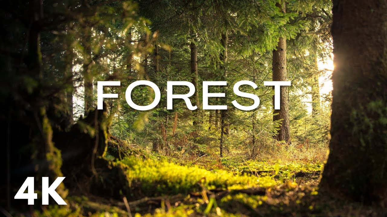 Deep Forest Music for Sleep - Relaxing Nature Sounds - YouTube