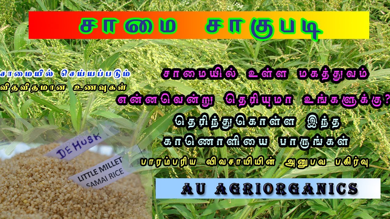 Samai cultivation சாமை சாகுபடி..... - YouTube