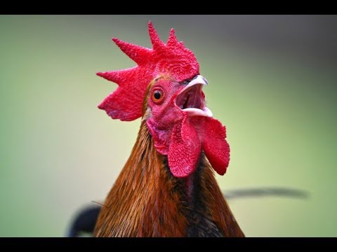 Rooster Noise Slowed Down - YouTube